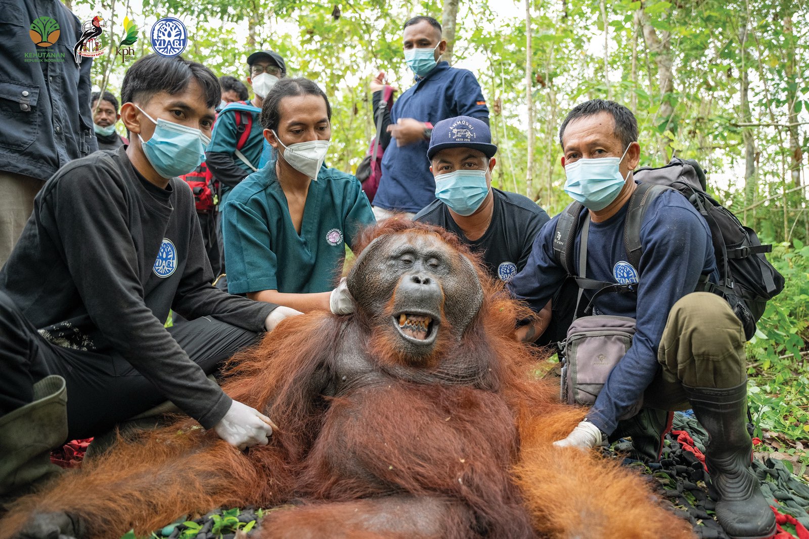 Orangutan Jantan Dewasa Ditranslokasikan ke Hutan Lindung Gunung Tarak